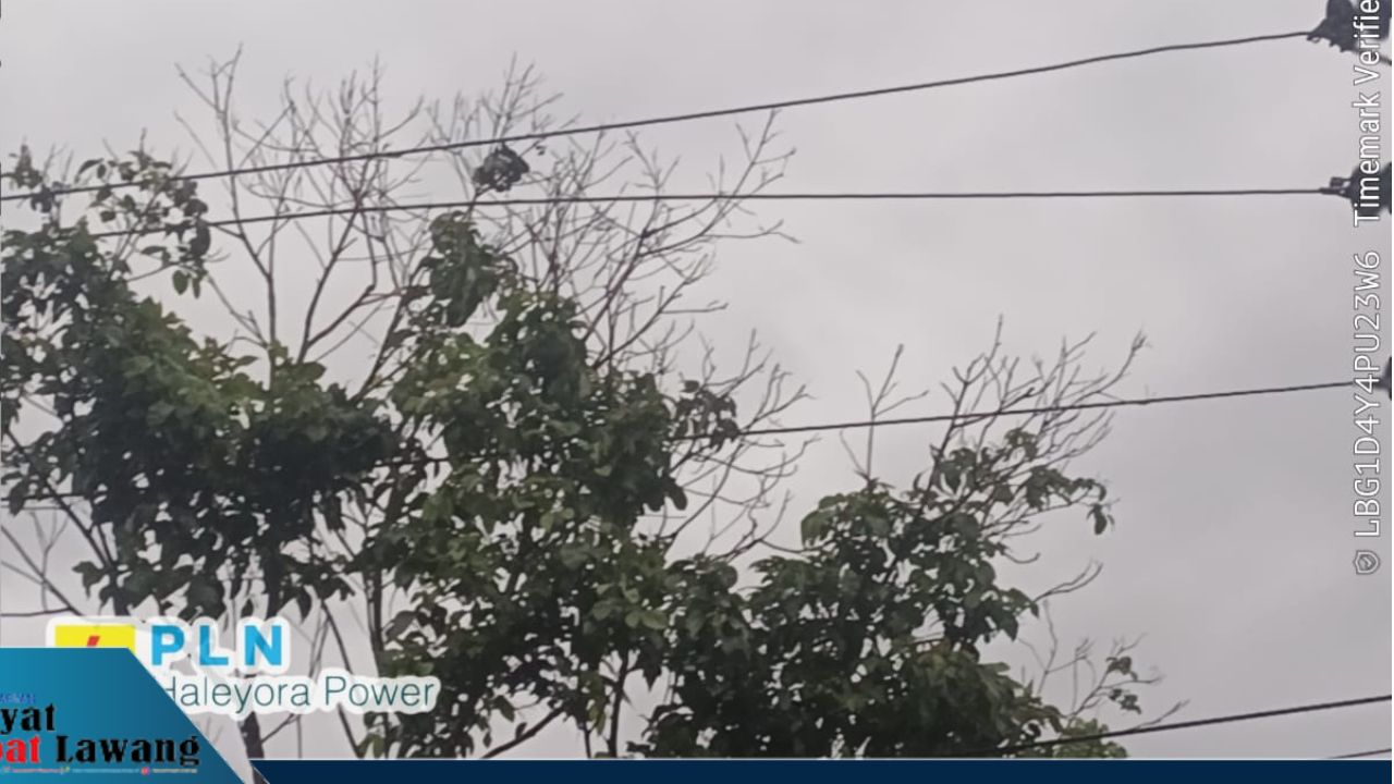 Listrik Padam Massal di Empat Lawang! Warga Menjerit, PLN Ungkap ...